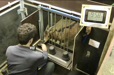 Are Goats Smart? Revealing Goat Intelligence - Goat Journal